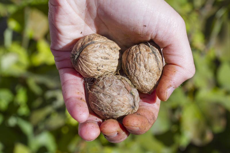 Walnuts stock photo. Image of natural, healthy, food - 70313308