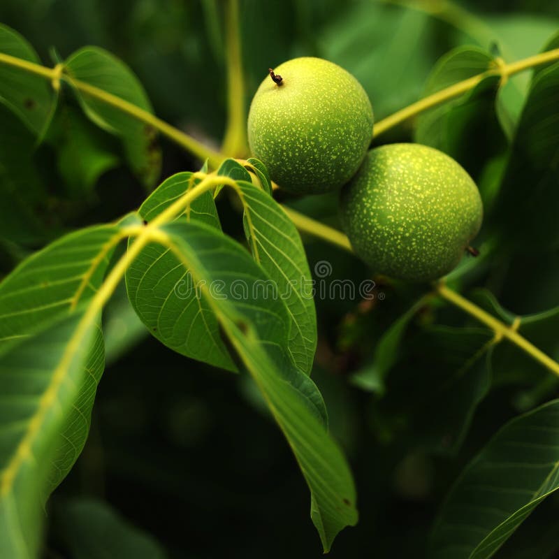 Walnuts tree stock image. Image of shape, healthy, season - 10051097