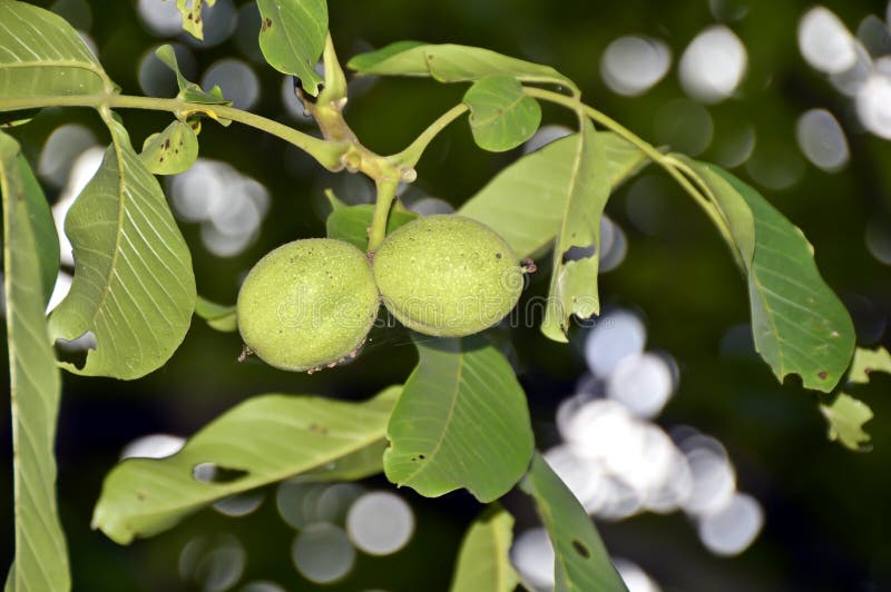 Walnuts on a tree stock image. Image of growth, fall - 26528337