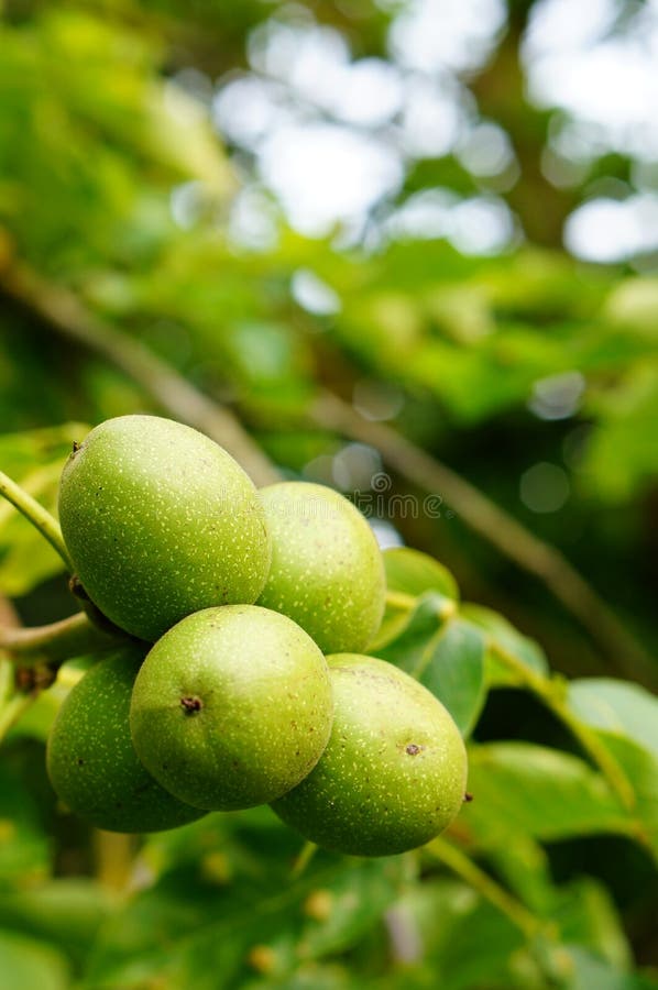 Walnuts on tree stock photo. Image of tree, outdoor, fruit - 36698632