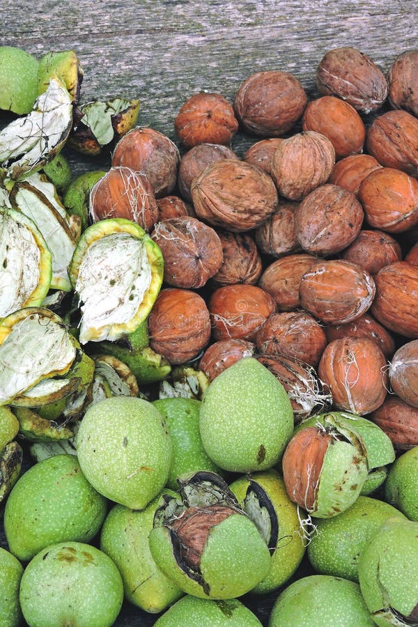 Walnuts from the Tree. Walnuts in Green Peel. Peeling Nuts from Green ...