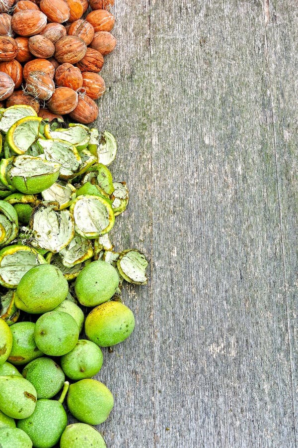 Walnuts from the Tree. Walnuts in Green Peel. Peeling Nuts from Green ...