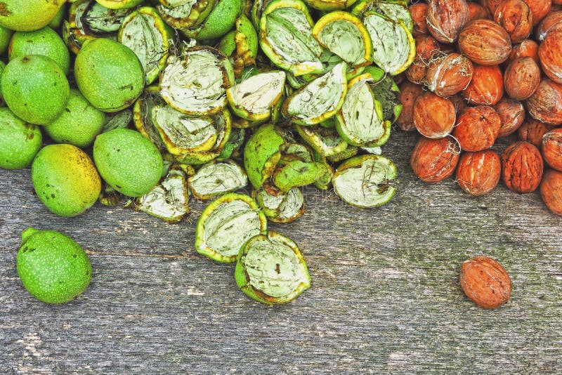 Walnuts From The Tree. Walnuts In Green Peel. Peeling Nuts From Green ...