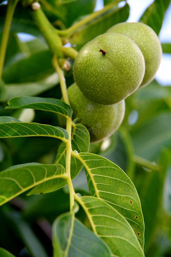 2 Unripe Walnuts on the Branch Stock Photo - Image of unripe, leafveins ...