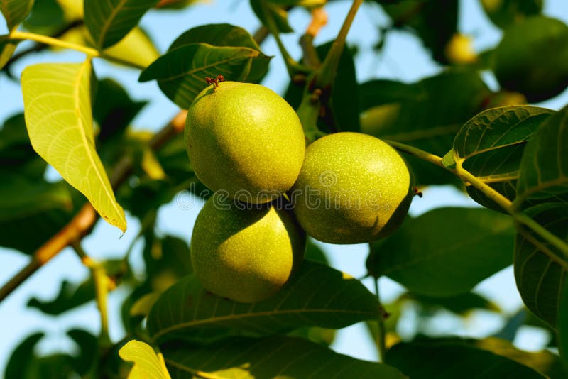 Walnuts on a Tree at Sunset Stock Photo - Image of walnut, branch: 57490668