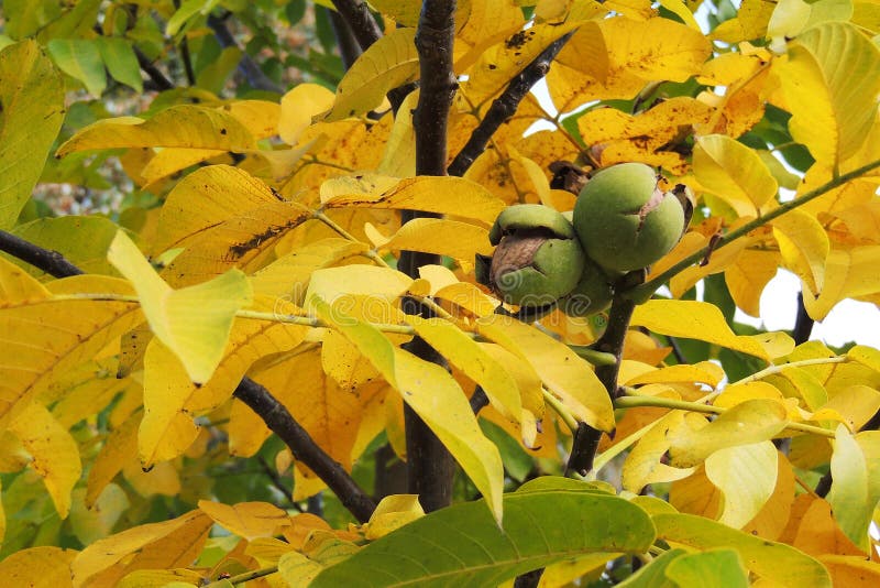 Walnuts on the tree stock photo. Image of agriculture - 78358302