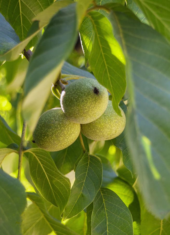 Walnuts on a tree stock image. Image of close, couple - 59192495
