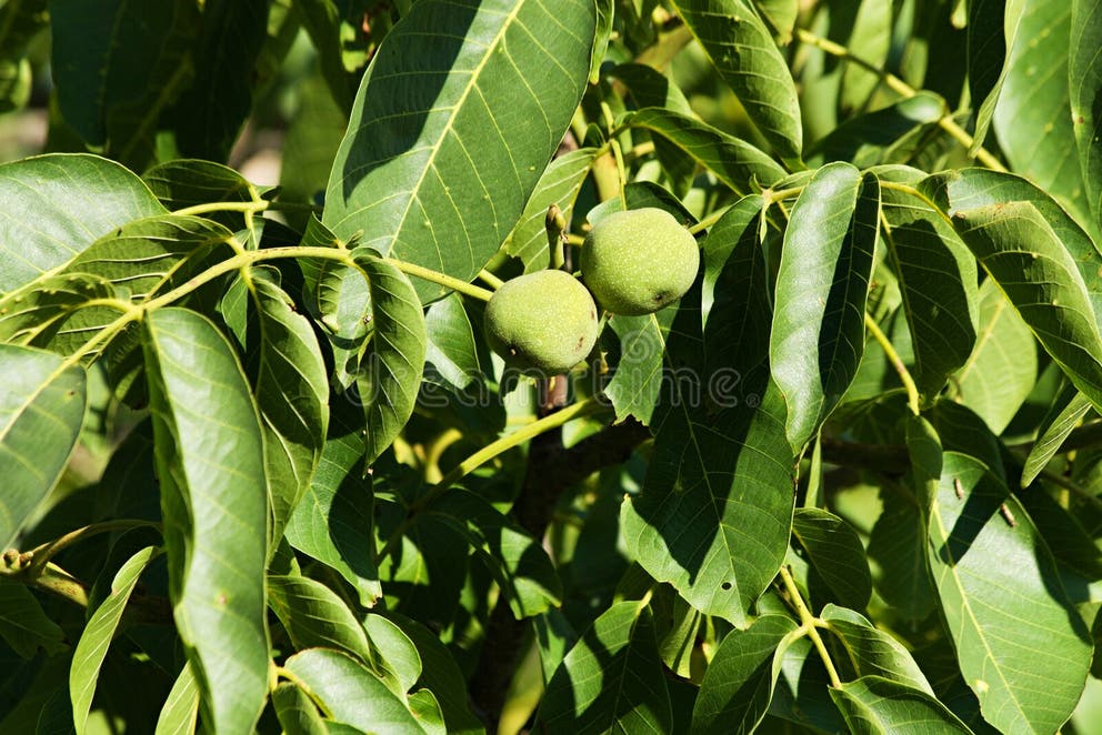 Walnuts on the tree stock image. Image of hanging, nuts - 42447677