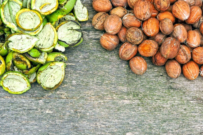 Walnuts From The Tree. Walnuts In Green Peel. Peeling Nuts From Green ...