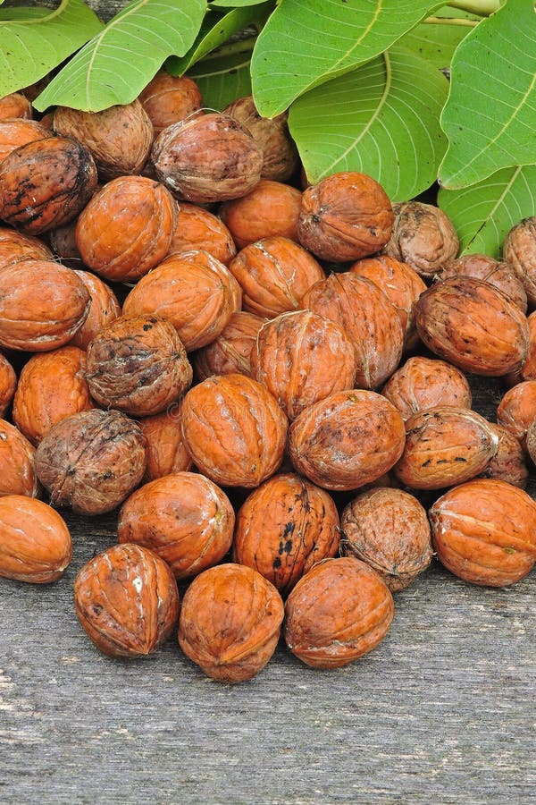 Walnuts from the Tree. Walnuts in Green Peel. Peeling Nuts from Green ...