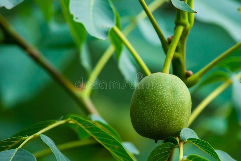 Walnuts on a tree stock image. Image of fresh, growing - 121380075