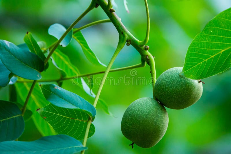 Walnuts on a tree stock photo. Image of health, harvest - 121380082