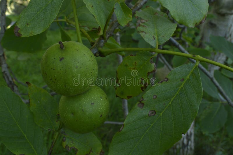 Walnuts stock image. Image of hang, walnut, branch, healthy - 76344351