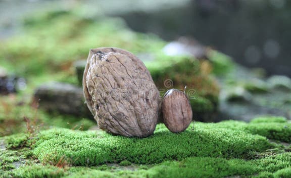 Walnuts stock photo. Image of nature, natural, brown - 62449638