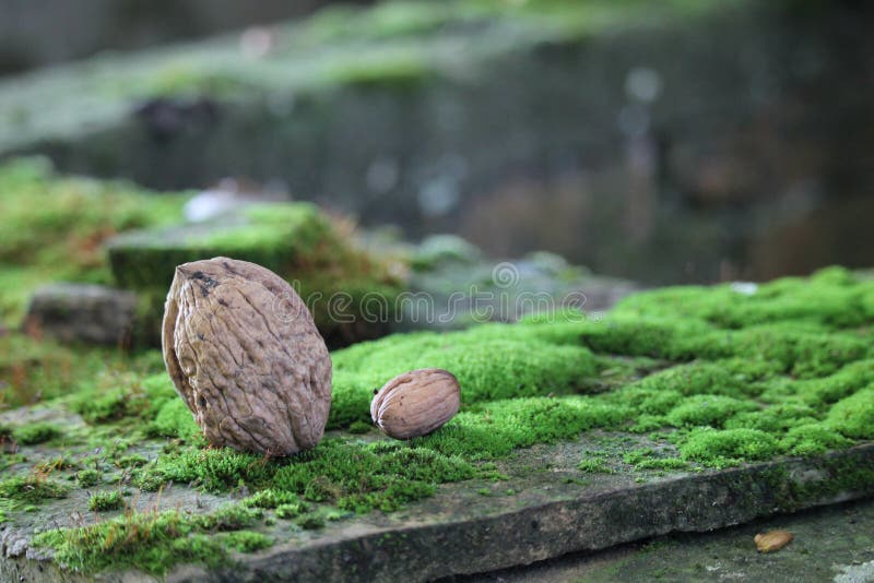 Walnuts stock photo. Image of nature, natural, brown - 62449638