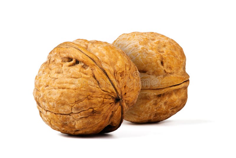 Walnuts stock photo. Image of brown, studio, shot, food - 47733162