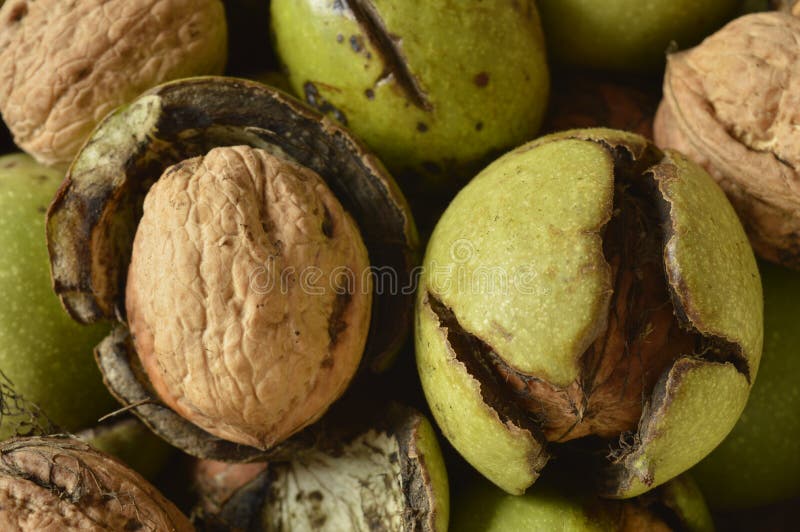 Walnuts stock photo. Image of nutshell, fresh, green - 77872666