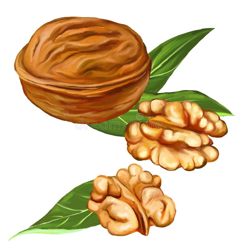 Walnuts Vector Illustration Painted Watercolor Stock Vector ...