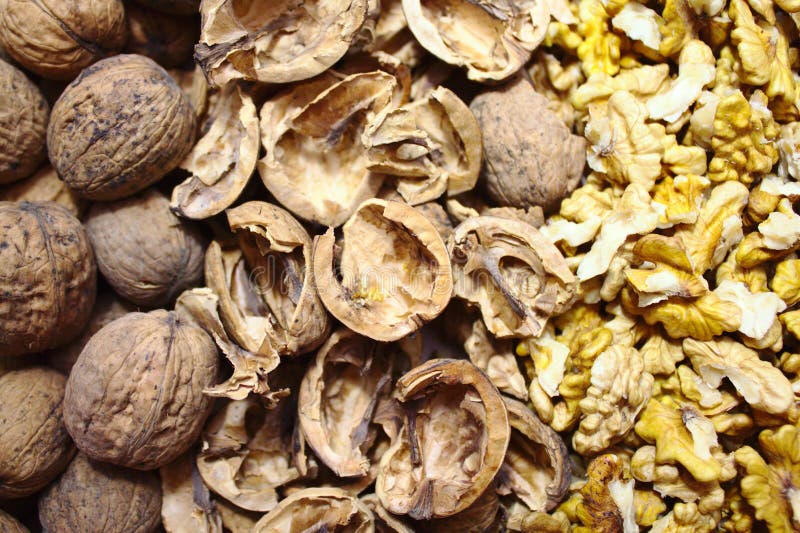 Walnut Shells in the Garden Stock Image - Image of walnutshell, nuts ...