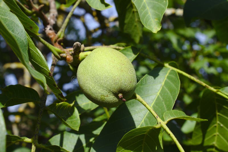 Walnuts on the walnut tree stock photo. Image of harvesting - 158259056