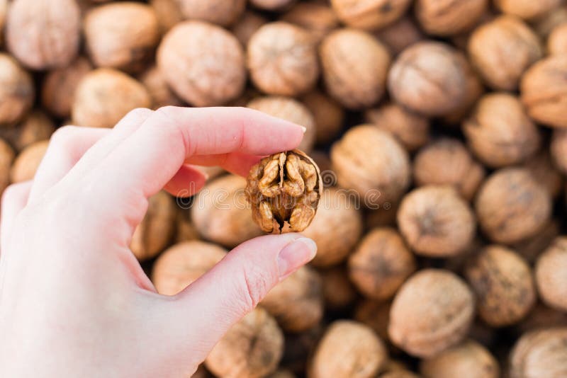 Walnut in Woman Hand, Hunan Hands Holding Kernels of Walnuts Stock ...