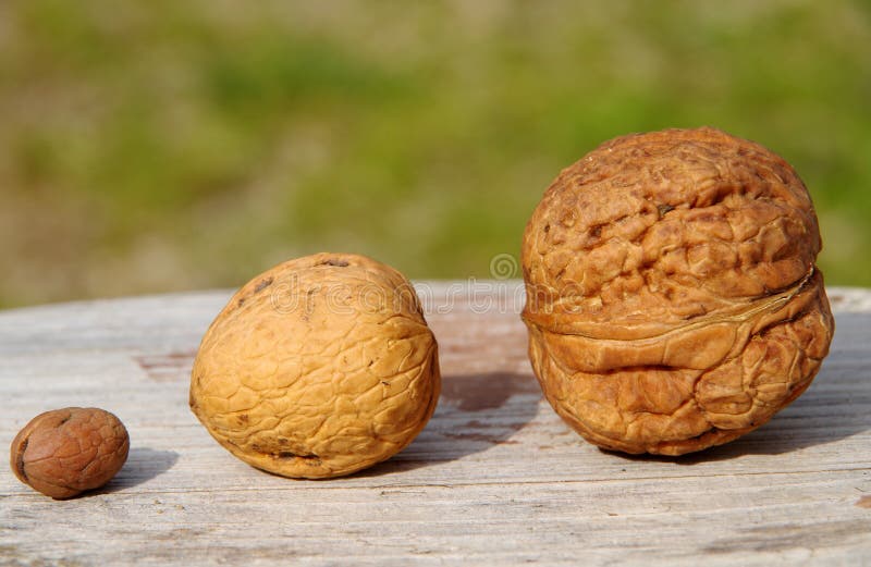 Small Large Largest Walnuts Wooden Table Stock Photos - Free & Royalty ...