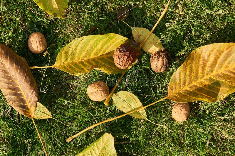 Fresh Walnuts Hanging on a Tree in the Blue Background. Green Walnut ...