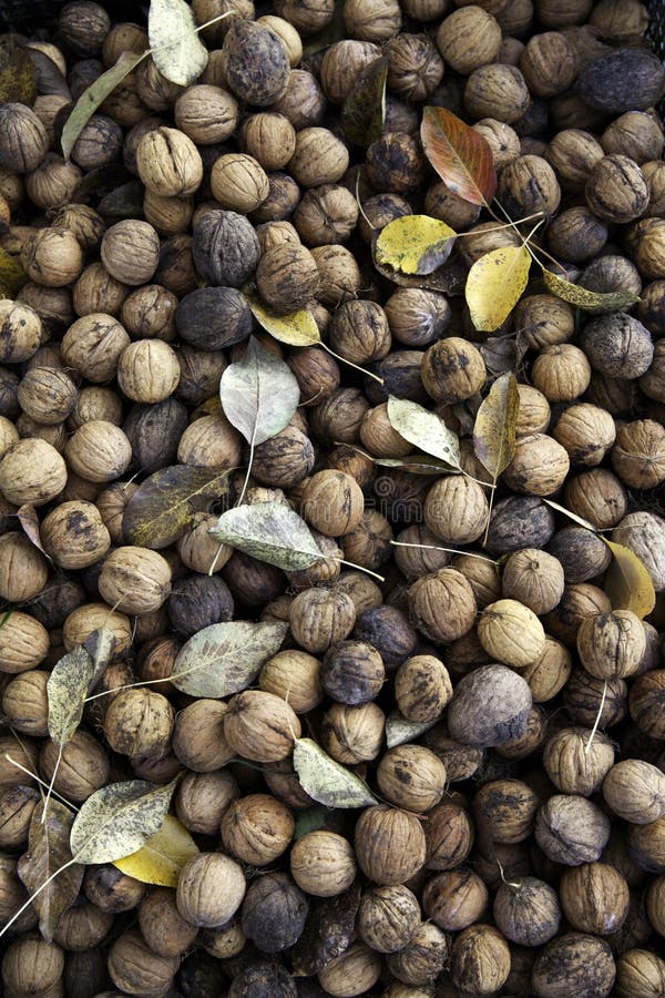 Walnuts with yellow leaves stock photo. Image of health - 34529772