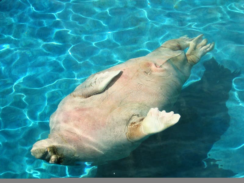 Walrus stock photo. Image of wild, fauna, shadow, marine - 12725332