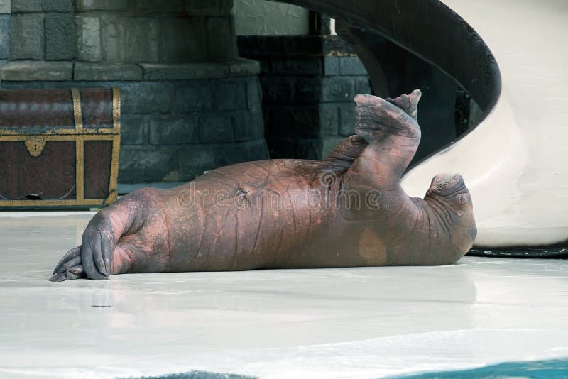 Walrus stock image. Image of applause, marine, clapping - 19872545