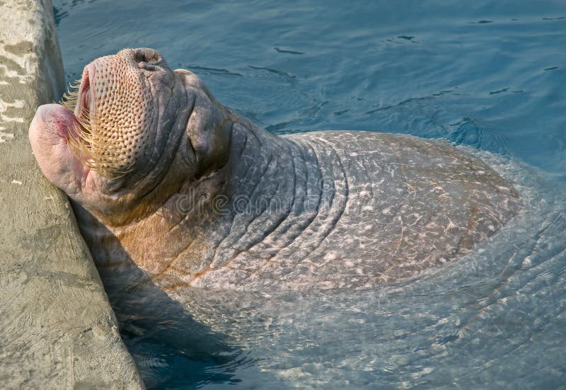 Walrus 2 Picture. Image: 9392228