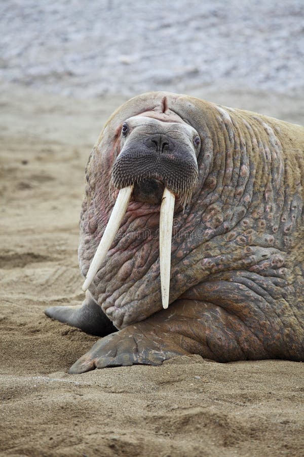 A walrus, closeup stock photo. Image of nature, male - 35767154