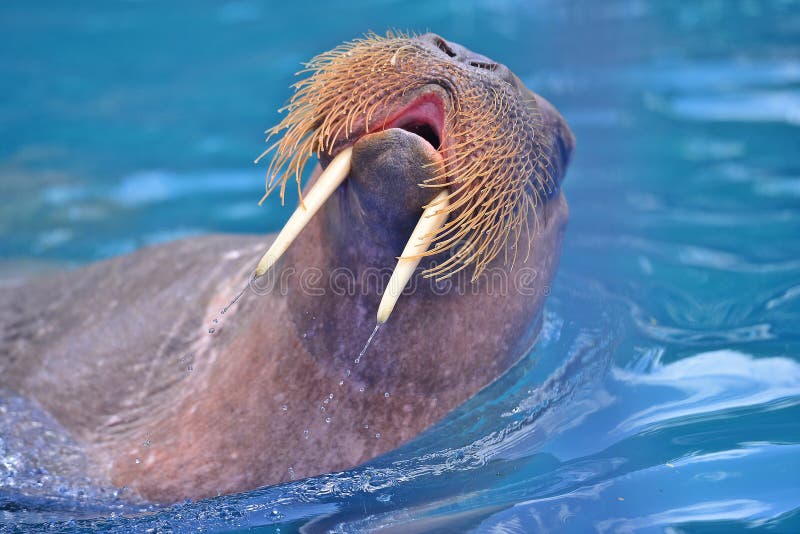 Walrus stock photo. Image of ocean, mouth, wildlife, stand - 34071948