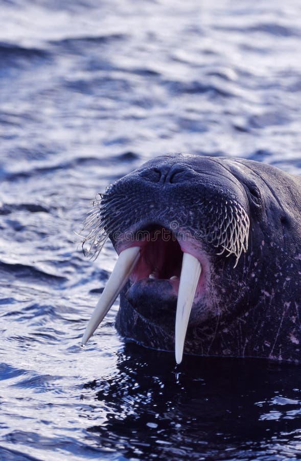 Walrus Stock Photos - Download 1,476 Royalty Free Photos