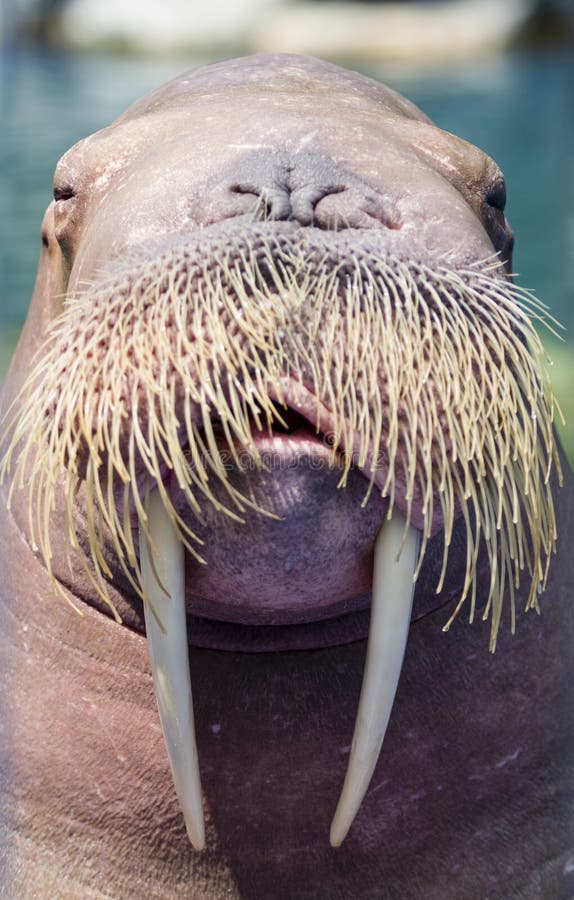 A walrus, closeup stock photo. Image of nature, male - 35767154