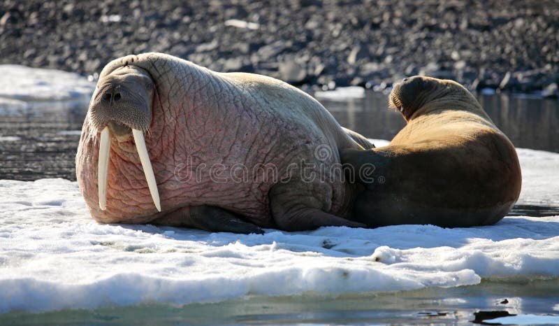 Walrus cow with cub stock image. Image of floe, land - 60324975