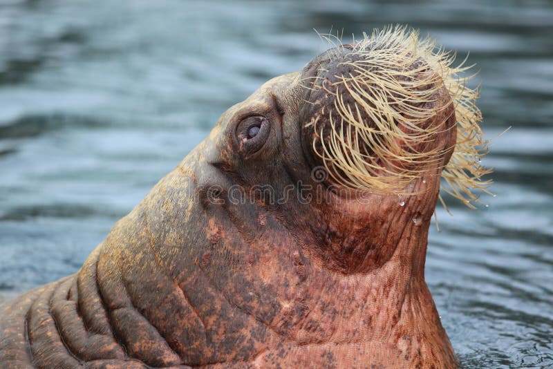 Walrus stock image. Image of walrus, monkey, mammal, adult - 31350259