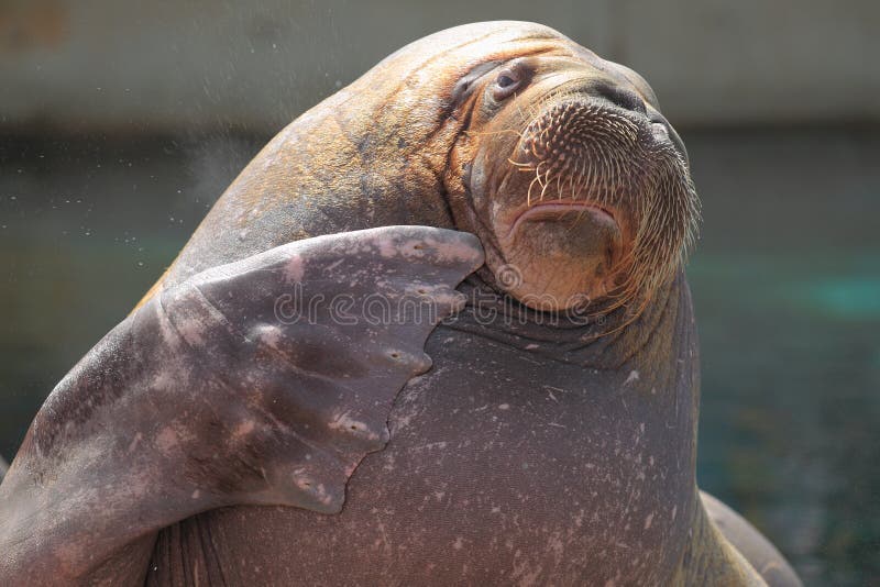Walrus detail stock photo. Image of walrus, rosmarus - 41019362
