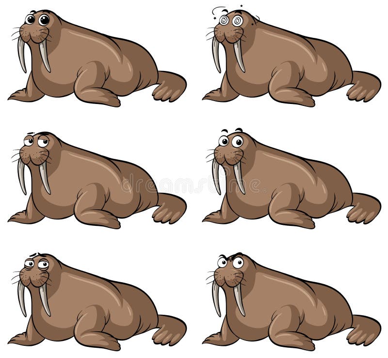Angry walrus face cartoon stock illustration. Illustration of design ...