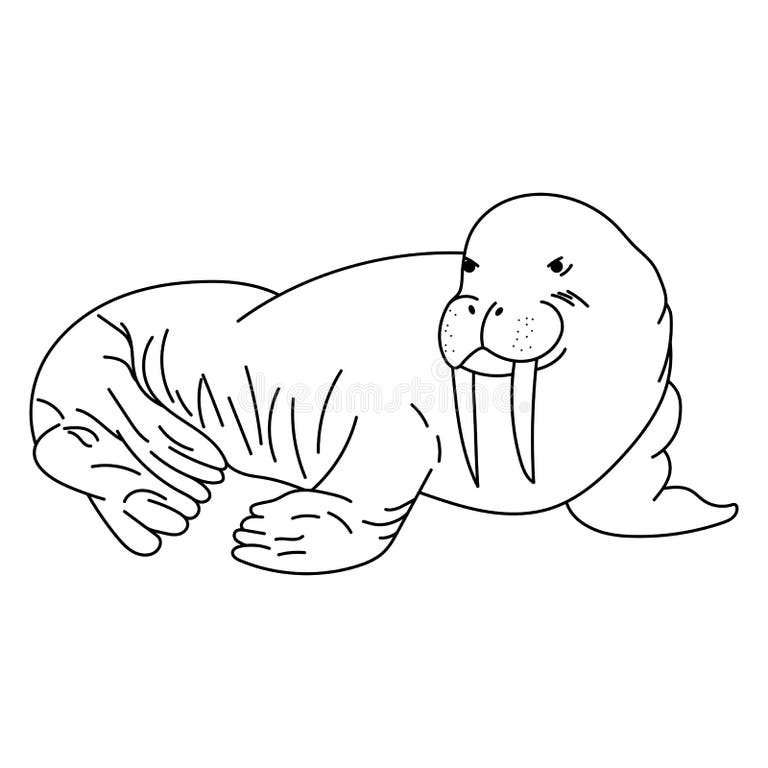 Walrus Drawing. Line Art Walrus. Vector Illustration Stock Vector ...