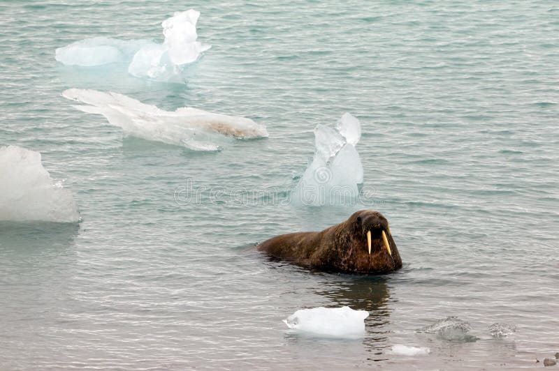 Walrus cow with cub stock photo. Image of mammal, relaxation - 60097292