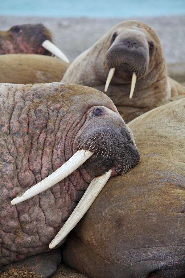 Walrus family haul out stock image. Image of spitsbergen - 20694563