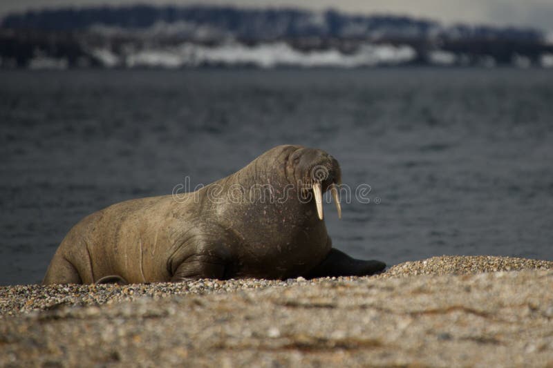 Walrus stock image. Image of norway, wildlife, svalbard - 107226305