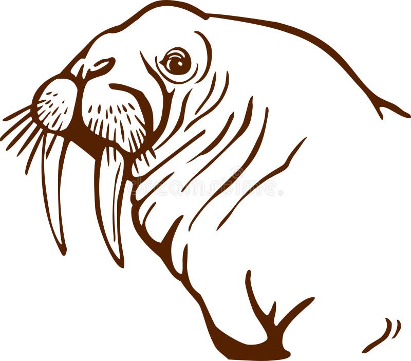 Walrus Face Drawing