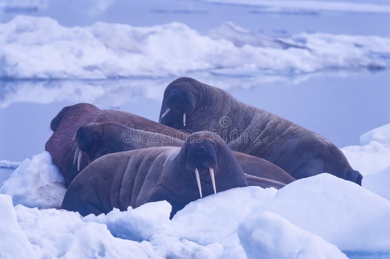 Walrus on a Ice Floe in the Arctic Stock Photo - Image of spitsbergen ...