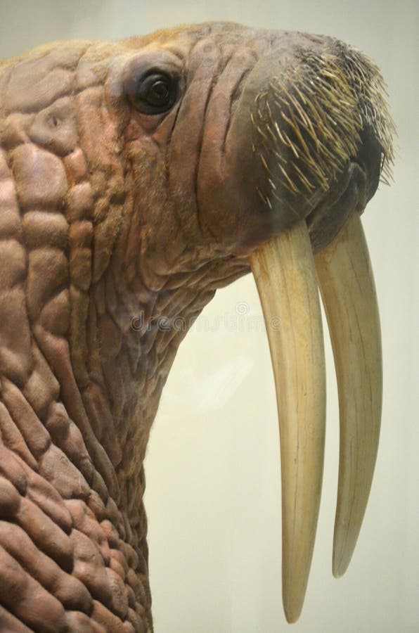 Walrus with Long Tusks stock image. Image of atlantic - 107055017