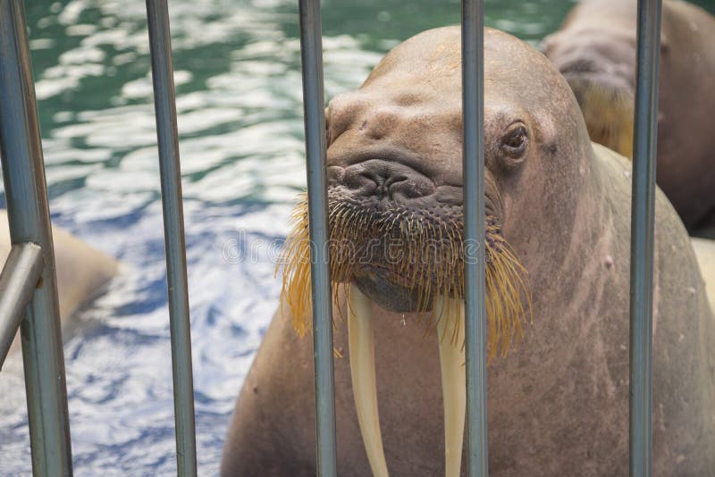 156 Walrus Swimming Pool Stock Photos - Free & Royalty-Free Stock ... 156 Walrus Swimming Pool Stock Photos - Free & Royalty-Free Stock ...