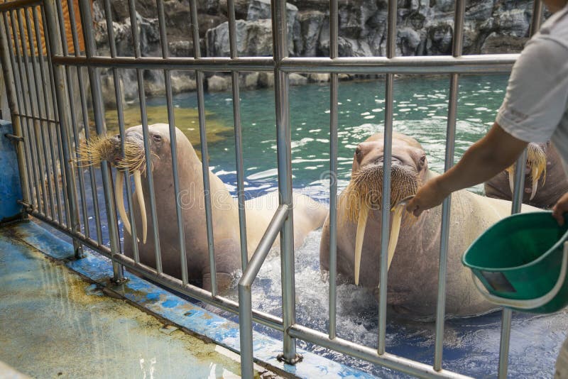 Walrus in Marine Mammals Show Stock Photo - Image of head, face: 128350820 Walrus in Marine Mammals Show Stock Photo - Image of head, face: 128350820