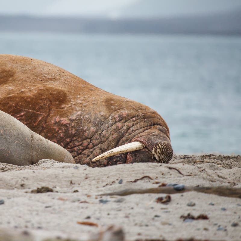 Walrus stock image. Image of nature, norway, circle, wild - 62499797
