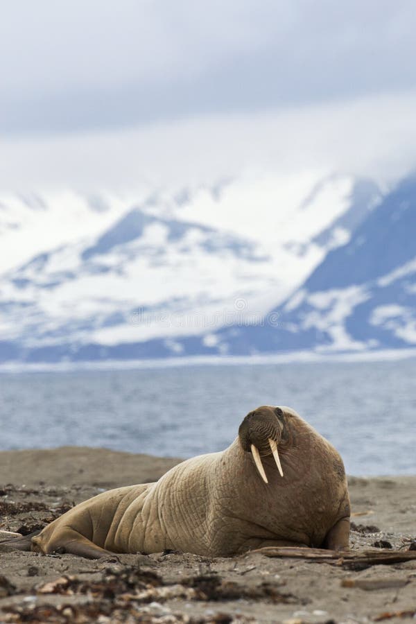 Walrus, Odobenus rosmarus stock photo. Image of tusk - 129043812